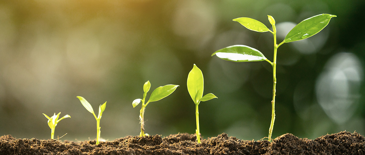 Plant a Tree | Schaeffler Group